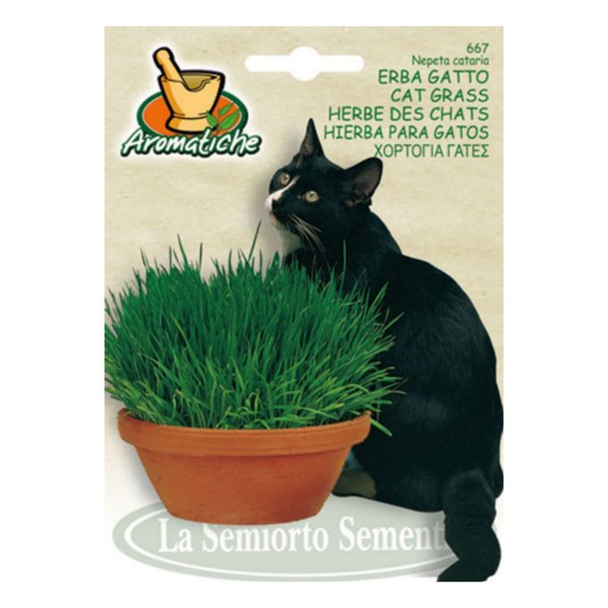 la semiorto sementi Graines d'herbe à chat semences italiennes non ...